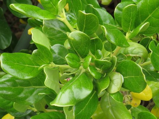 Karamu, Kakaramu - Weeds Australia