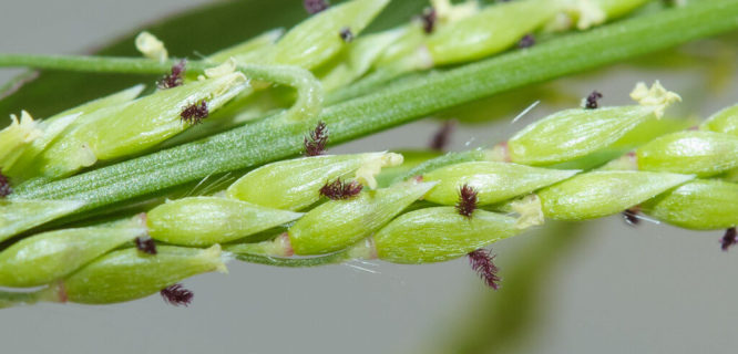 Weeds profiles - Weeds Australia