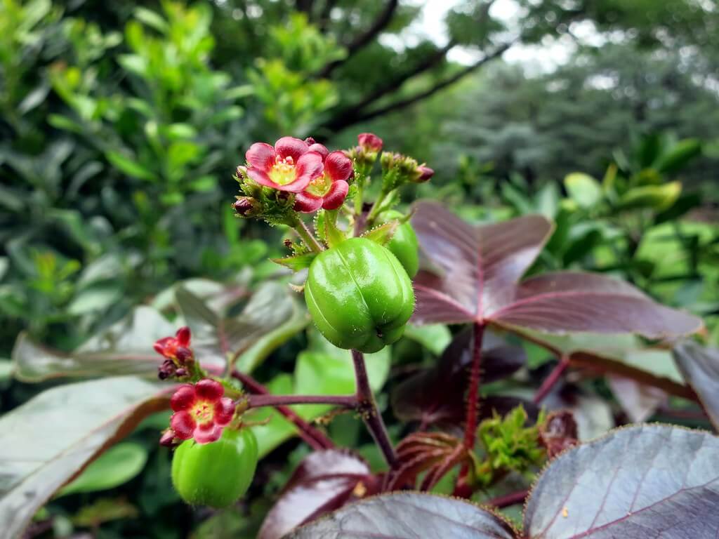 Shrubby weeds - Weeds Australia