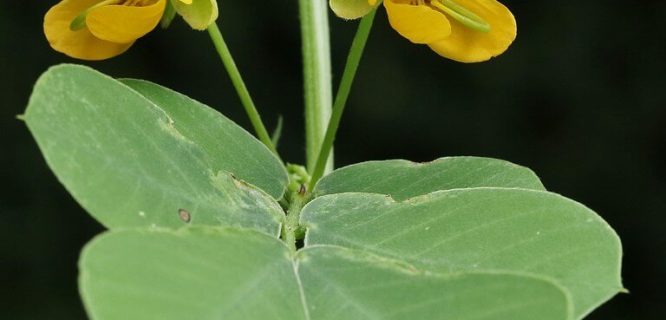 Weeds profiles - Weeds Australia