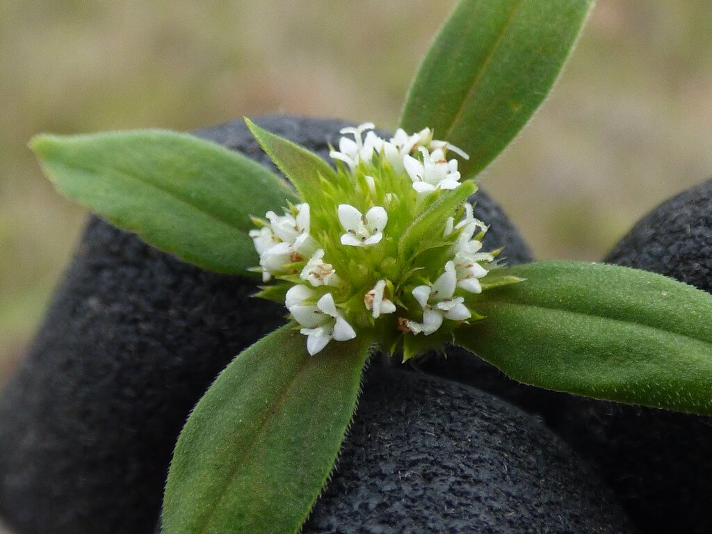 Pacific False Buttonweed - Weeds Australia