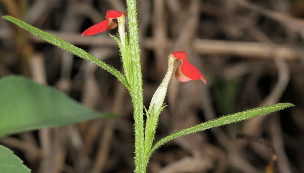 Witchweed - Weeds Australia