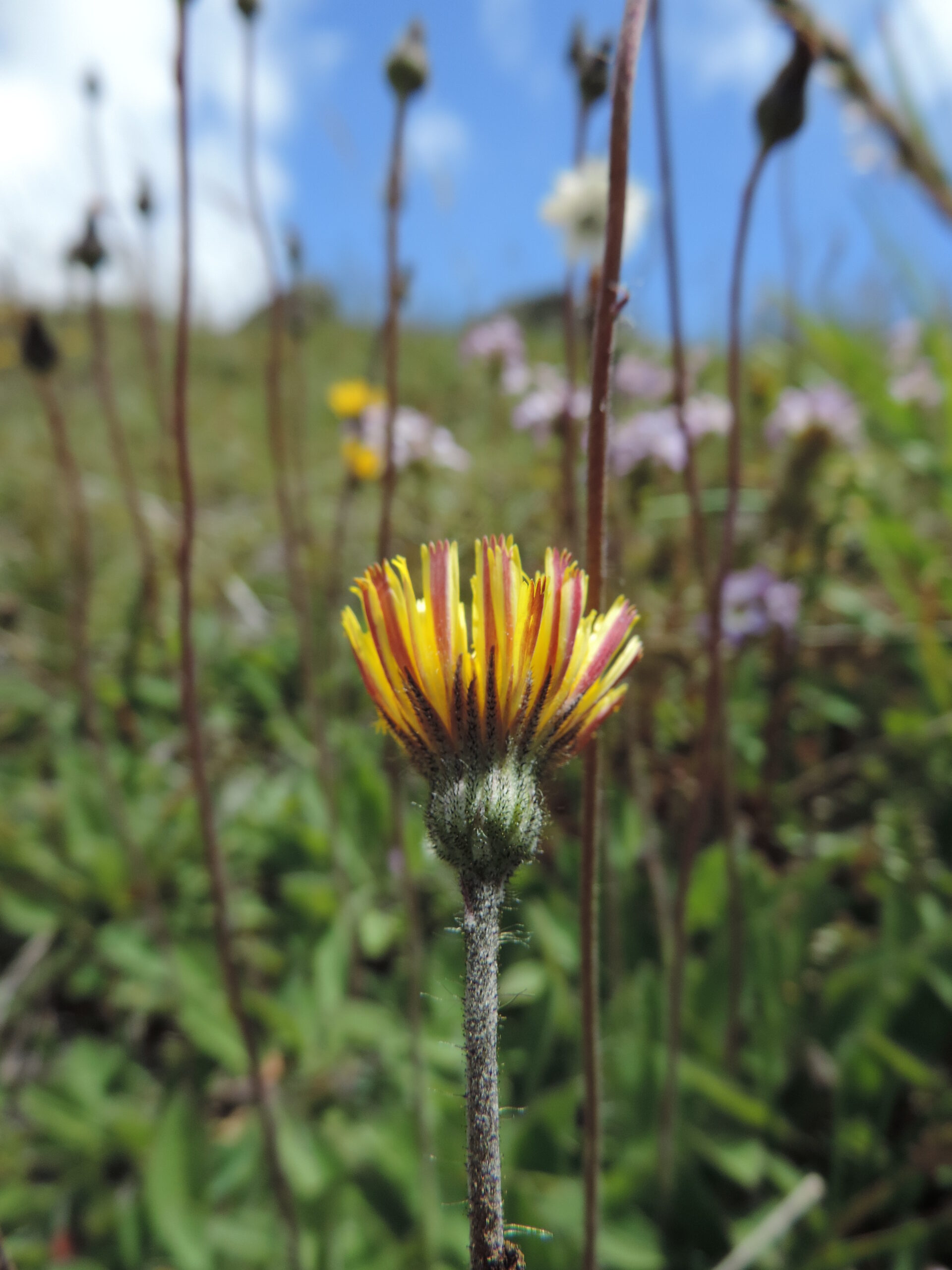 Mouse-ear hawkweed eradication in the Kosciusko National Park - Weeds ...