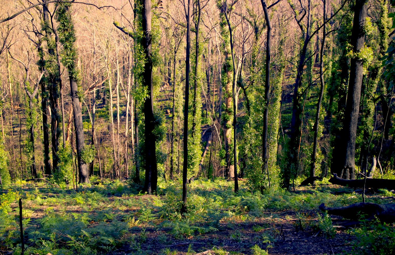 Maps, tools and technologies - Weeds Australia